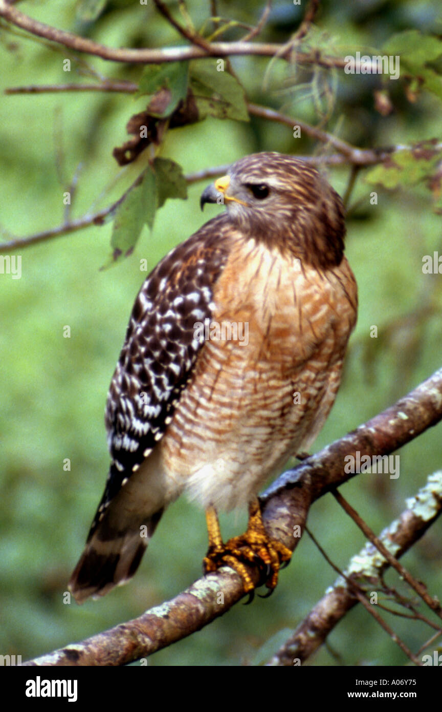 Birds keen eye hi-res stock photography and images - Alamy