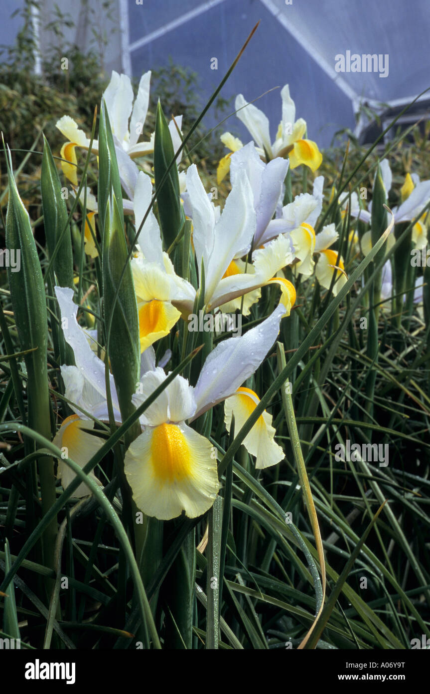IRIS 'DUCHY BLUE' AT THE EDEN PROJECT CORNWALL ENGLAND Stock Photo - Alamy