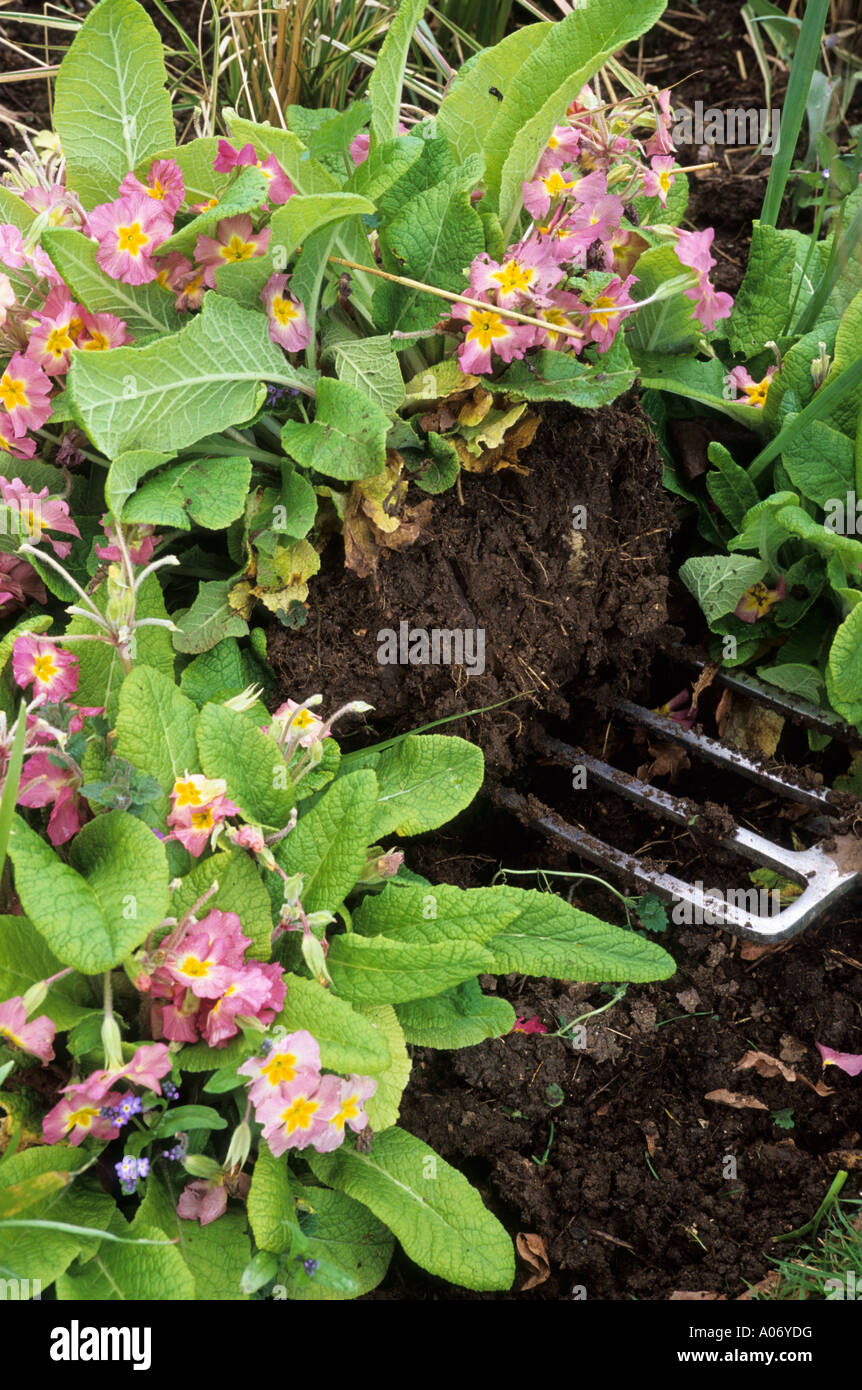 LIFTING A PRIMULA VULGARIS (PRIMROSE Stock Photo - Alamy