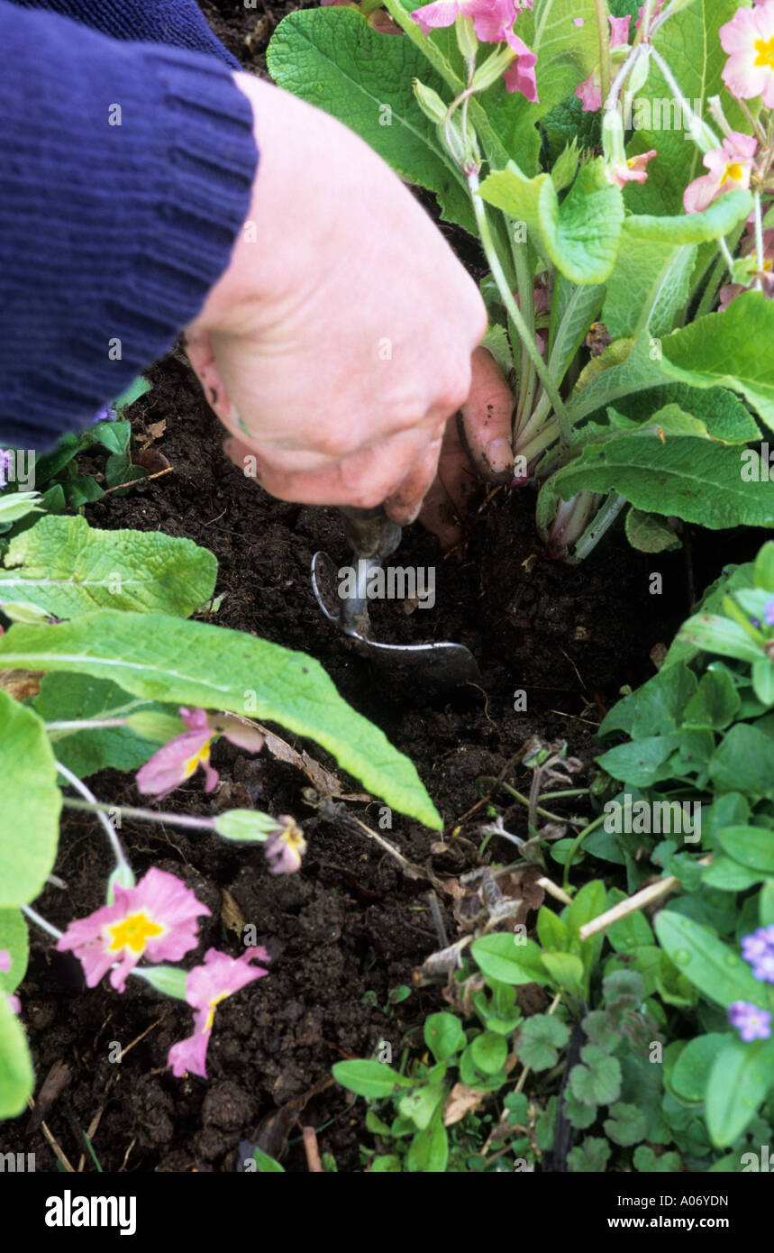 PLANTING PRIMULA VULGARIS (PRIMROSE Stock Photo - Alamy