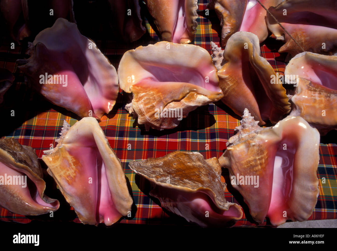 Empty shell horizontal hi-res stock photography and images - Alamy