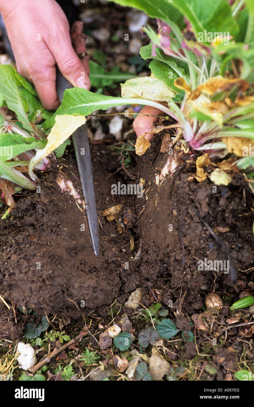 Dividing perennial plants hi-res stock photography and images - Alamy