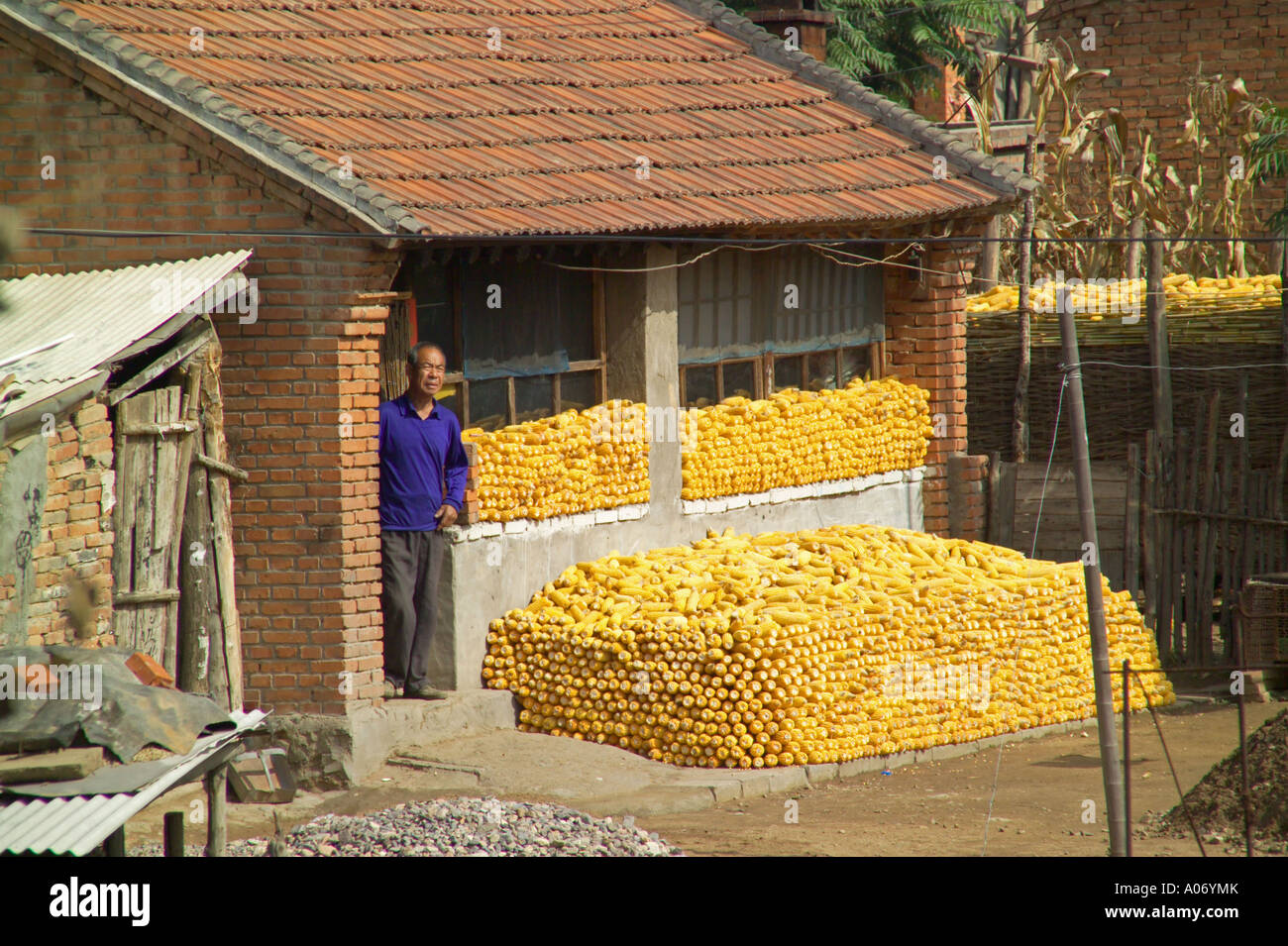 Chinese farmer with stacks of corn Stock Photo - Alamy