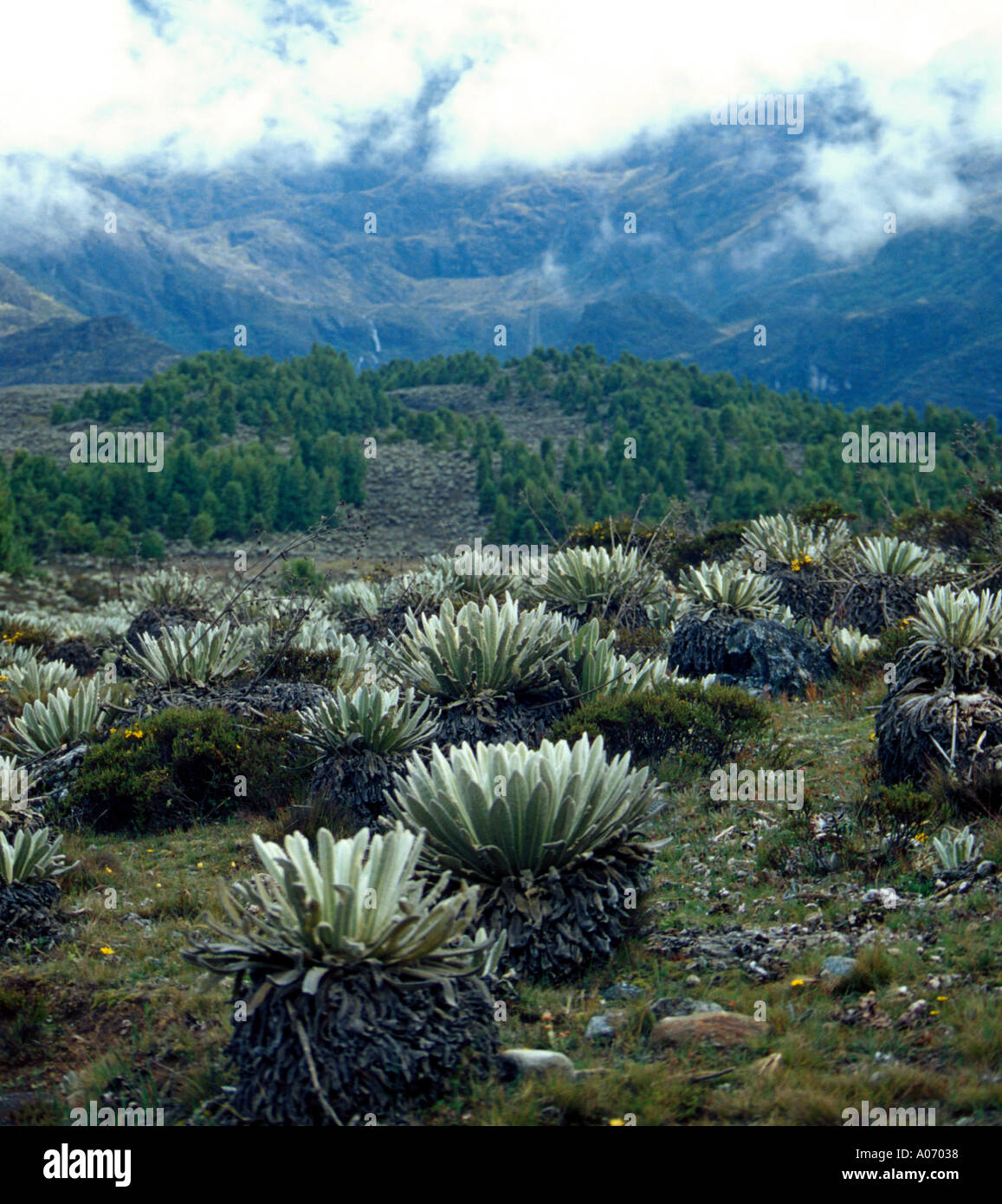 Frailejon Plants Stock Photos & Frailejon Plants Stock Images - Alamy