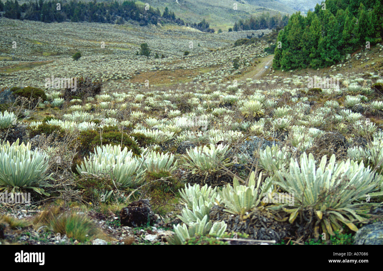 Frailejon Plants in Sierra Nevada Landscape, Venezuela Stock Photo - Alamy