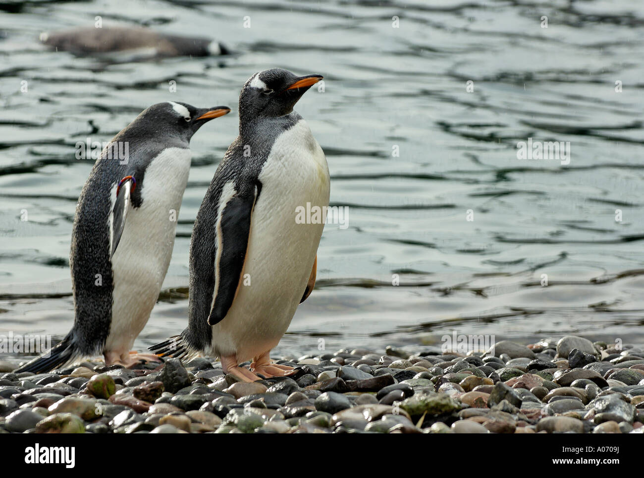 Two Gentoo Penguins Photographed at Edinburgh Zoo, Scotland Stock Photo ...