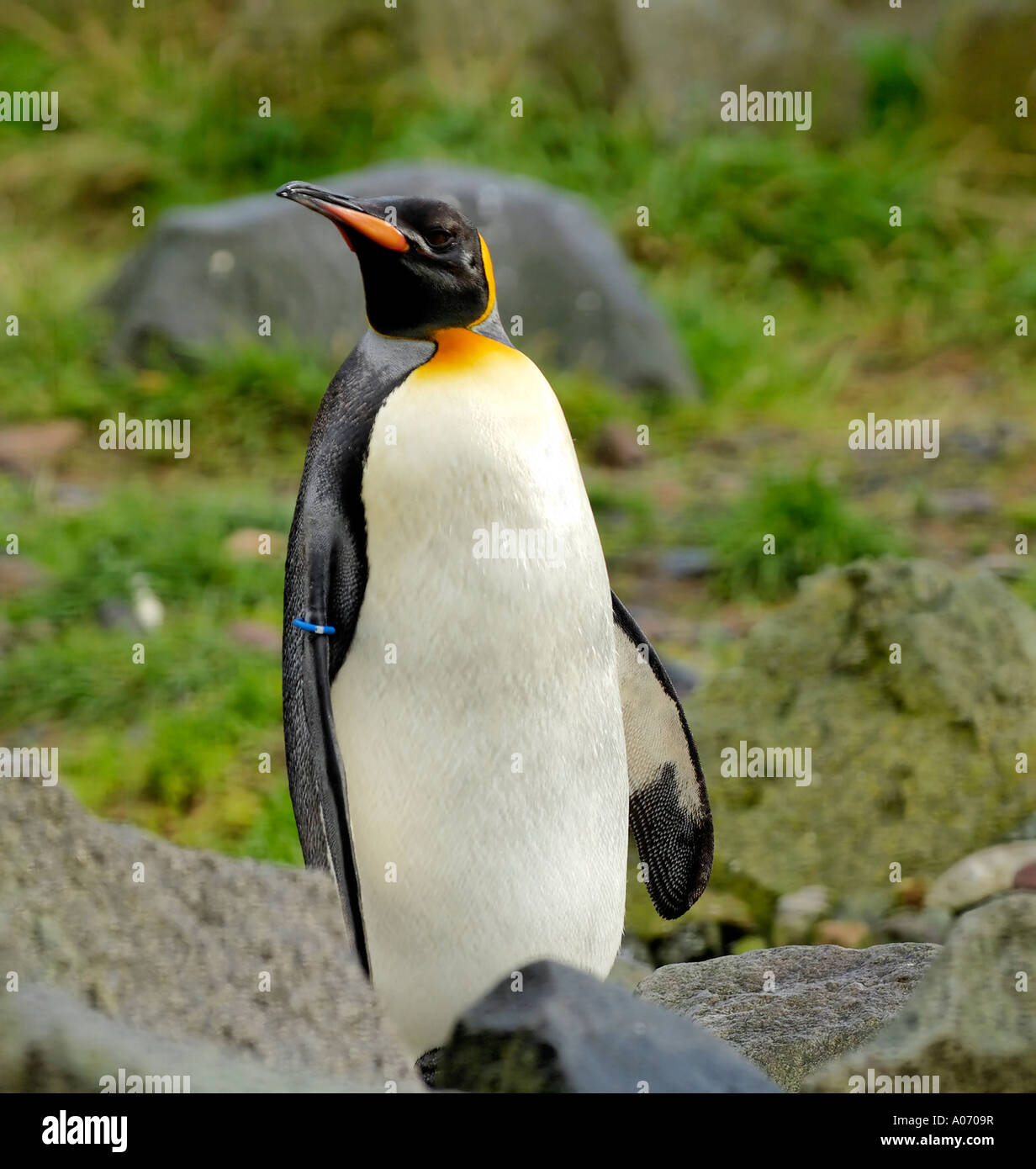 A Photograph of a King Penguin Taken at Edinburgh Zoo in Scotland Stock ...