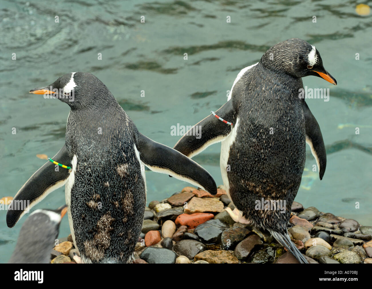 A Landscape Photograph of Two Gentoo Penguins Taken at Edinburgh Zoo in ...