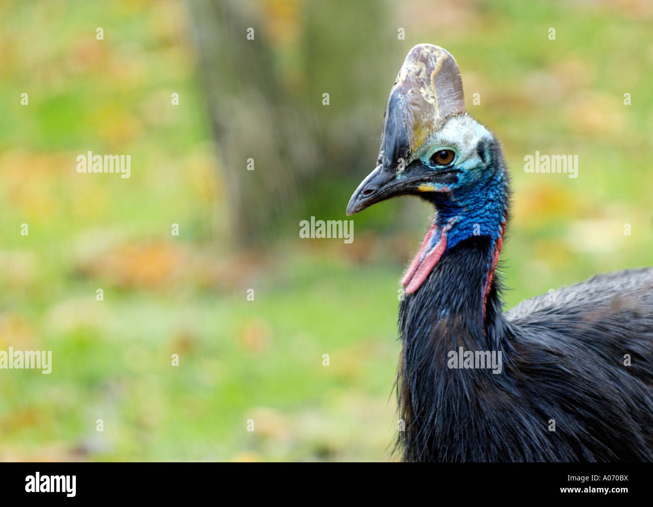 A Landscape Photograph of a Cassowarie Bird Taken at Edinburgh Zoo in ...