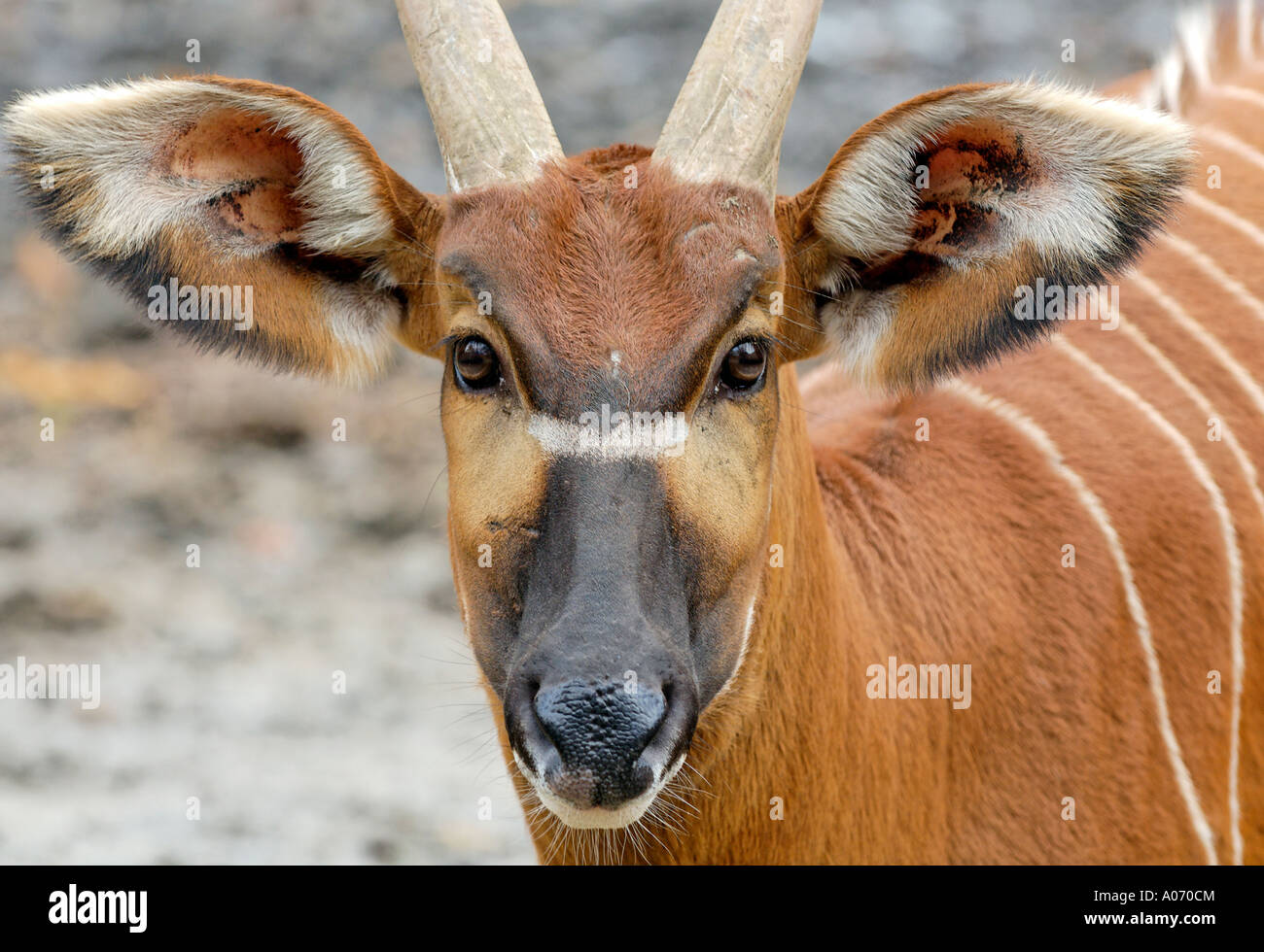 An African Bongo Photographed in Landscape View at Edinburgh Zoo ...