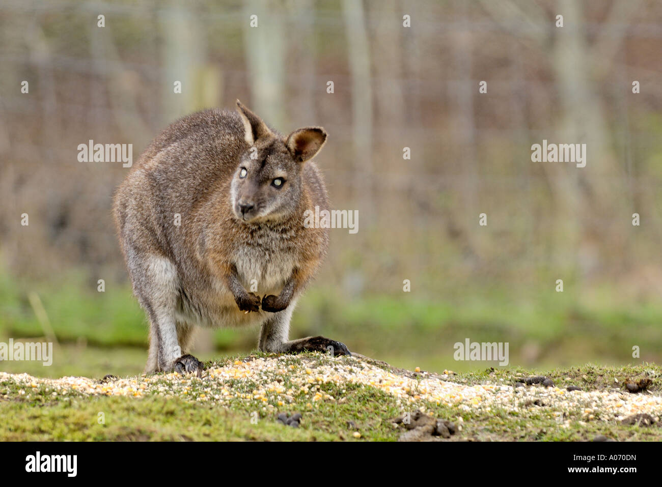 A Wallaby Preparing to Hop Away Photographed in Landscape View Stock ...