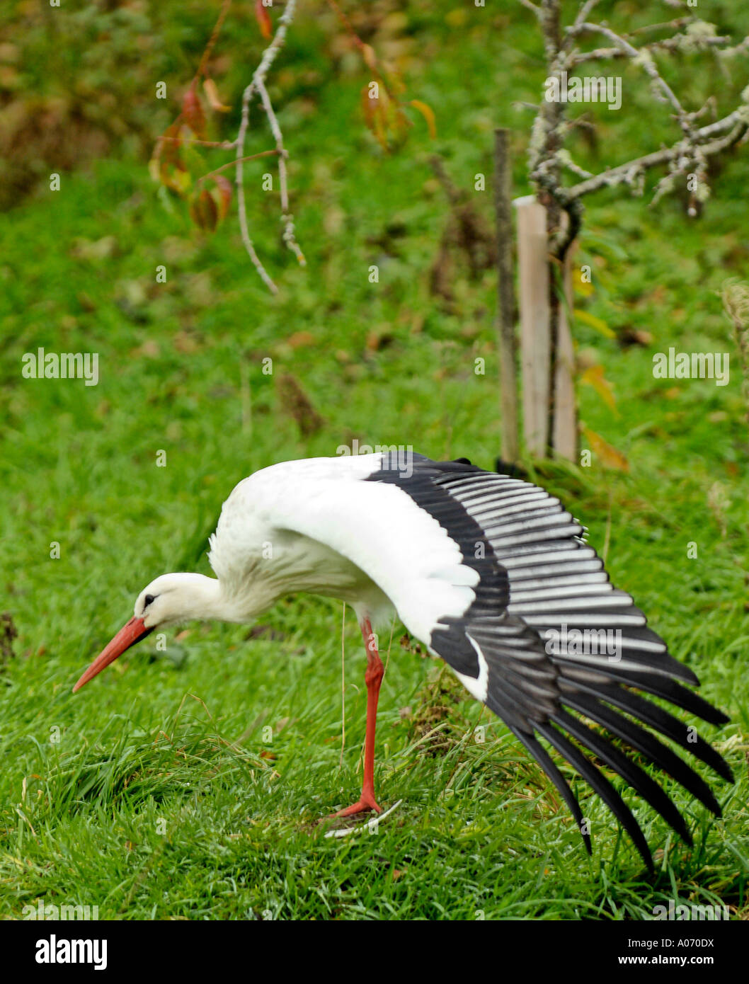 A Portrait Profile Photograph of a Large White Stork Stock Photo - Alamy