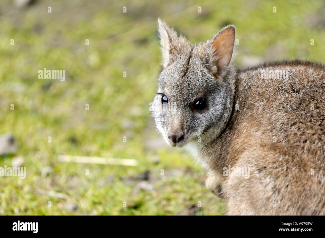A Close Up Landscape Photograph of a Parma Wallaby Stock Photo - Alamy