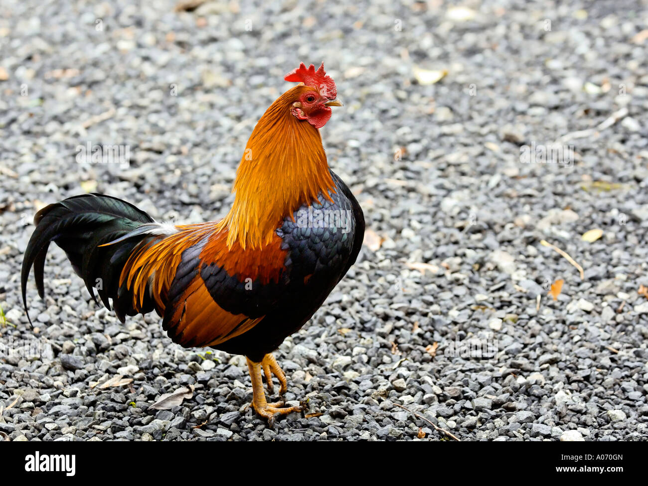 A Bantam Cockerel Photographed Walking on Gravel in Landscape View ...