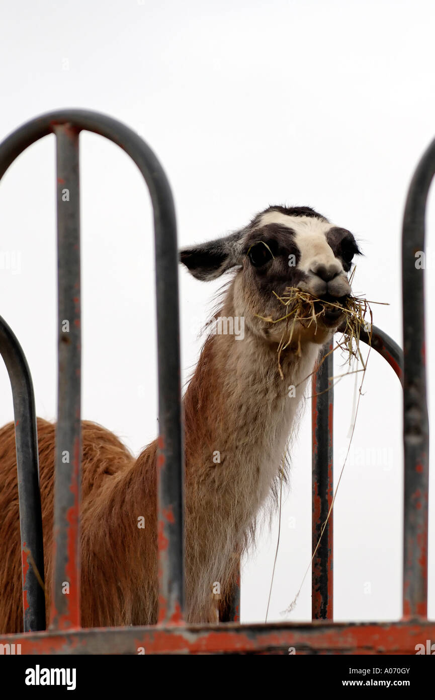 A Portrait Photograph of a Llama Feeding Stock Photo - Alamy