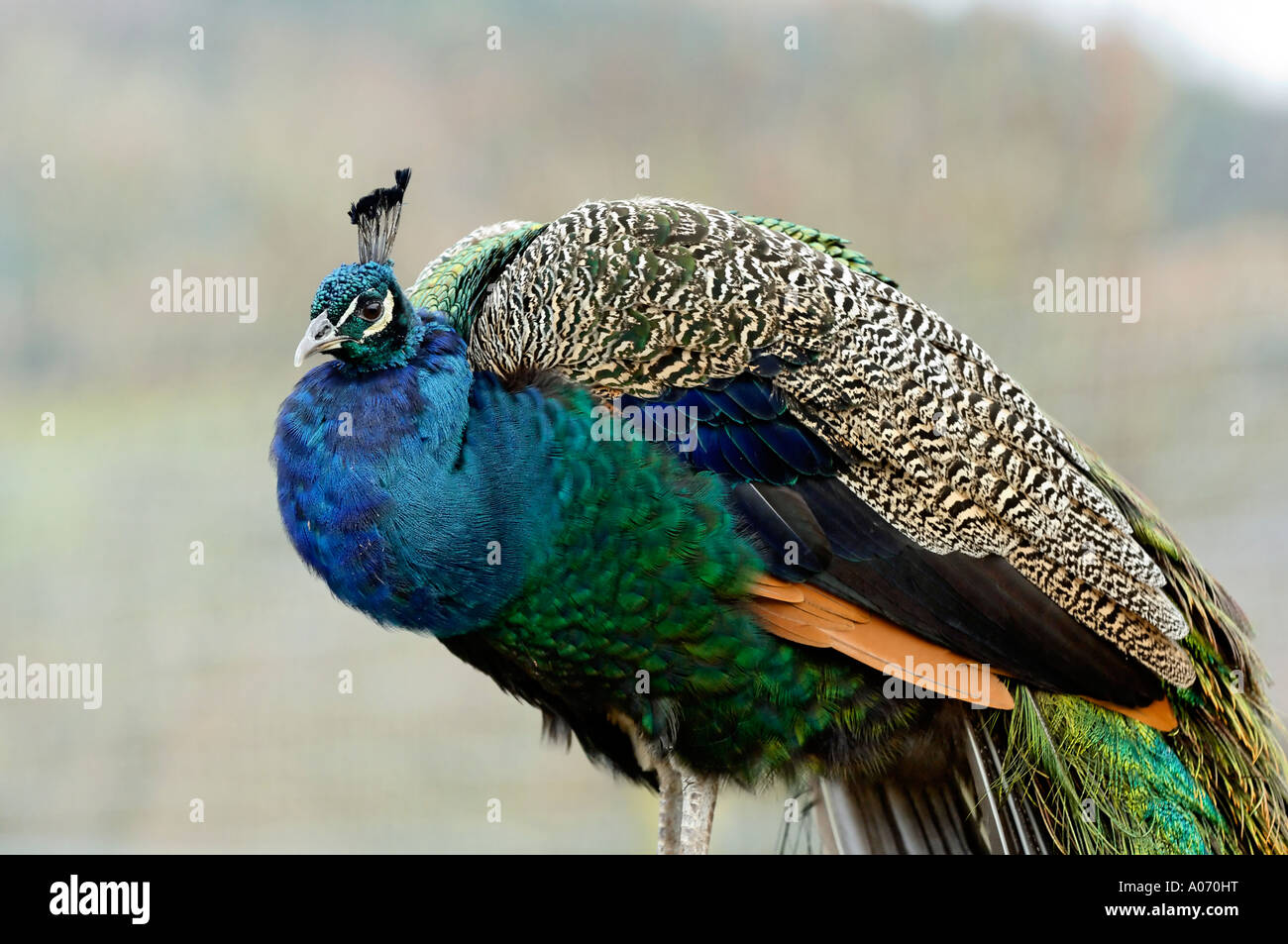 A Landscape Photograph of a Peacock Stock Photo - Alamy