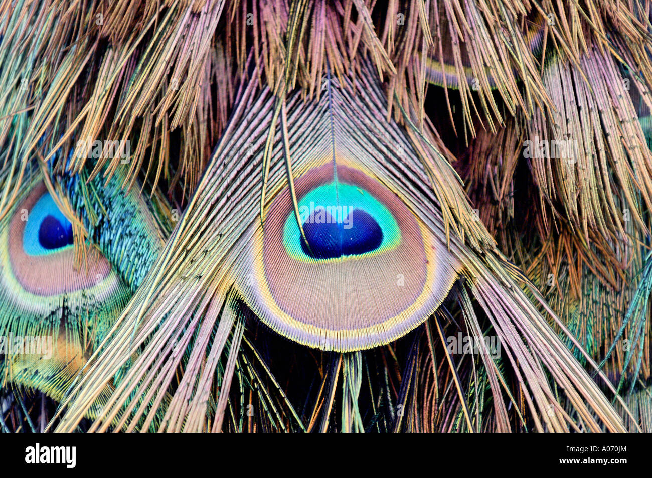 A Close Up Photograph of Peacock Tail Feathers Stock Photo - Alamy