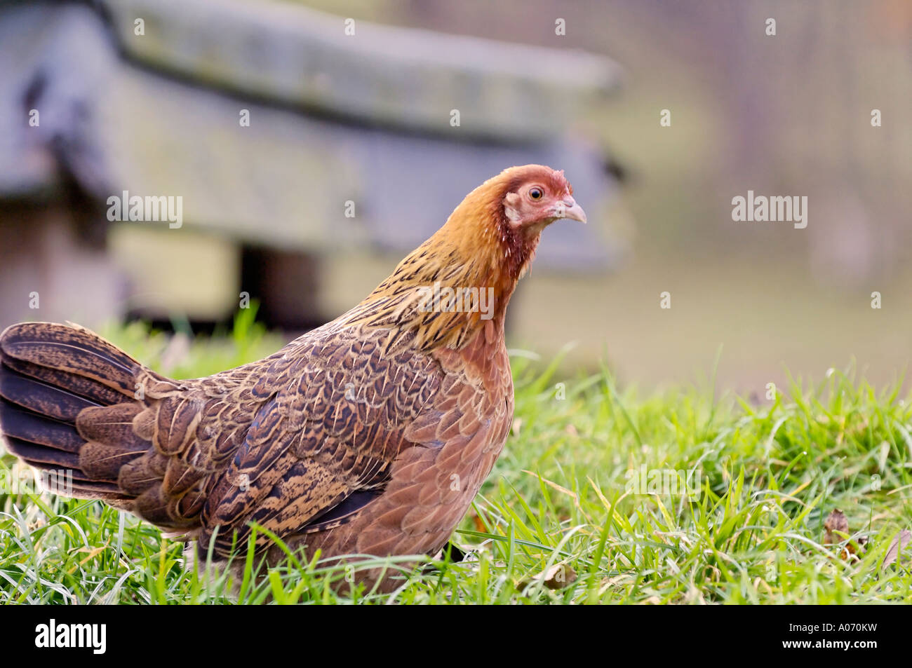Gold partridge hi-res stock photography and images - Alamy