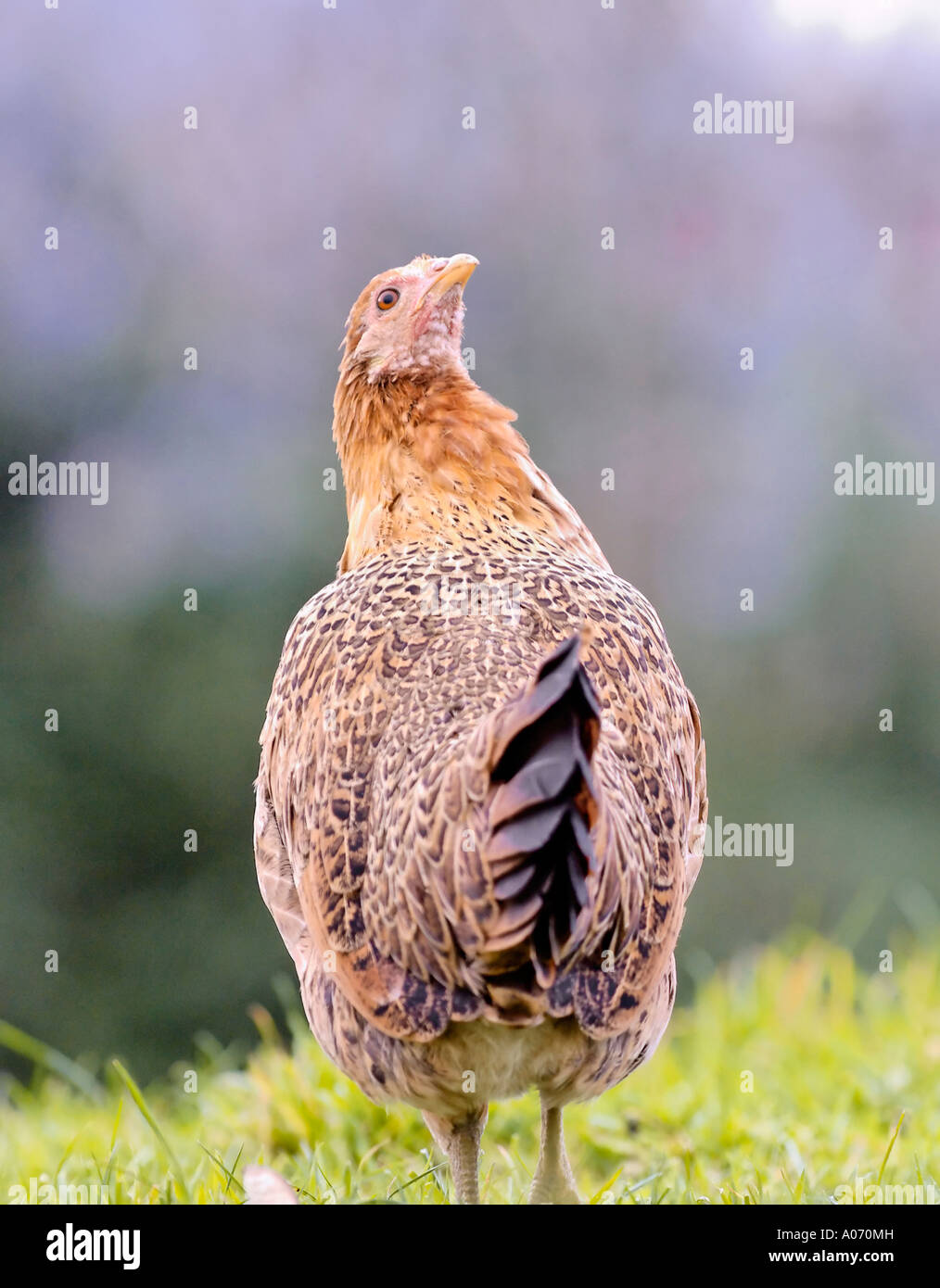 A Portrait Photograph of a Mottled Hen Stock Photo - Alamy