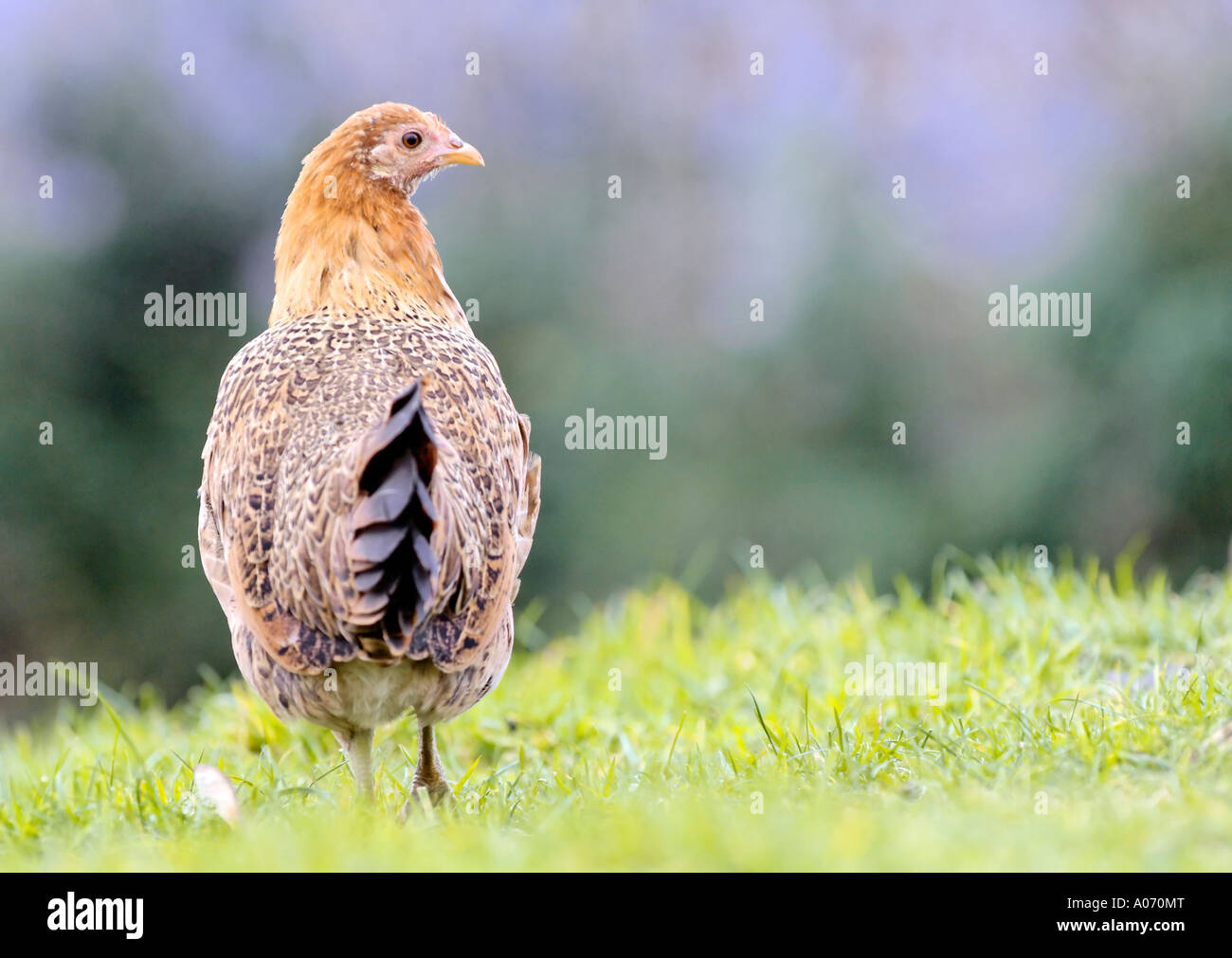 Mottled Chicken Hen High Resolution Stock Photography and Images - Alamy