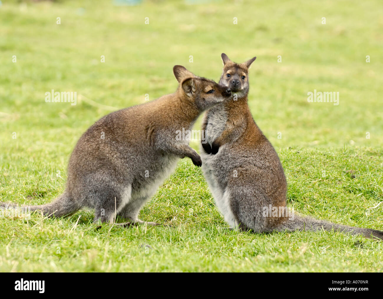 Tails upright hi-res stock photography and images - Alamy