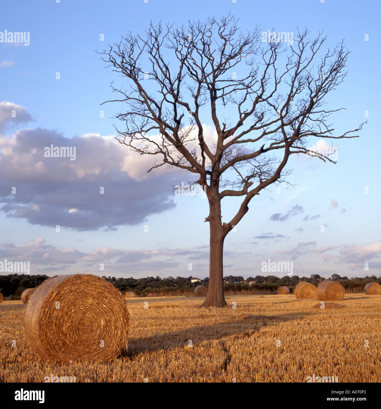 Farming countryside landscape round straw bales await collection from ...