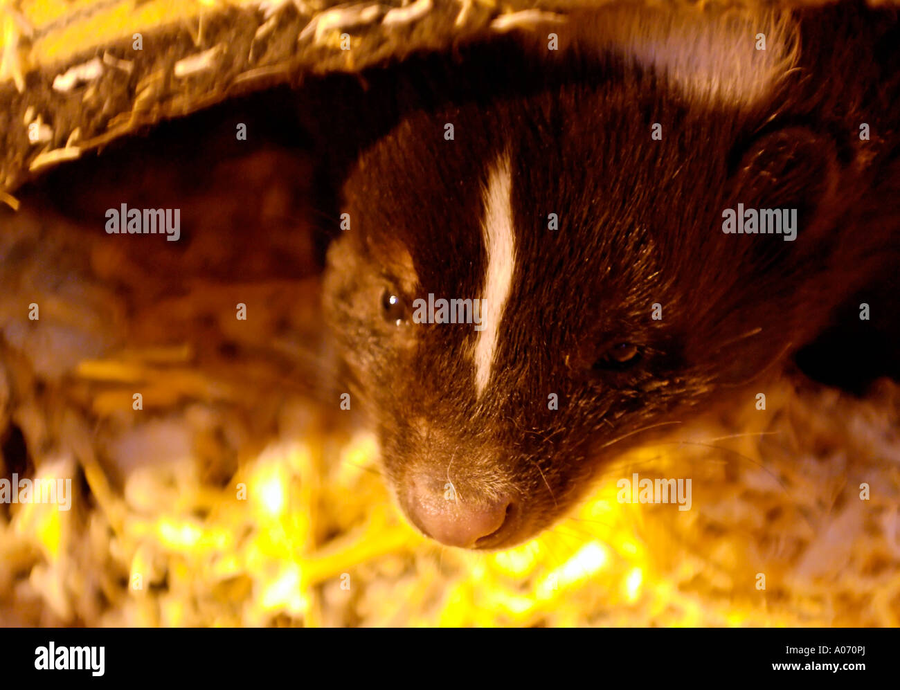 A Close Up Photograph of a Skunk Peeking Out From Its Cover Stock Photo ...