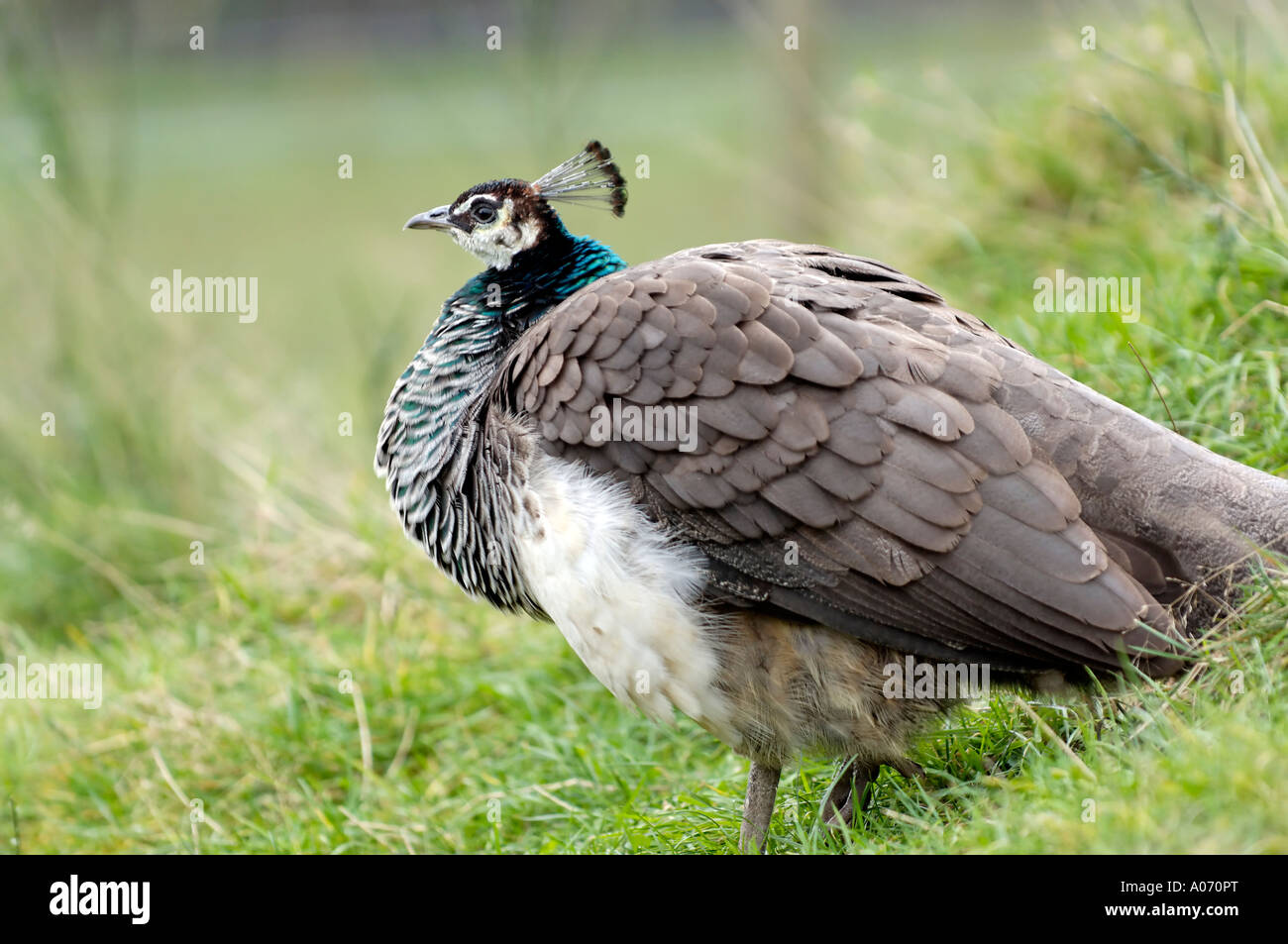 A Landscape Photograph of a Peahen Stock Photo - Alamy
