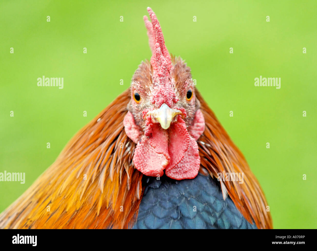 Partridge Pekin Bantam High Resolution Stock Photography and Images - Alamy