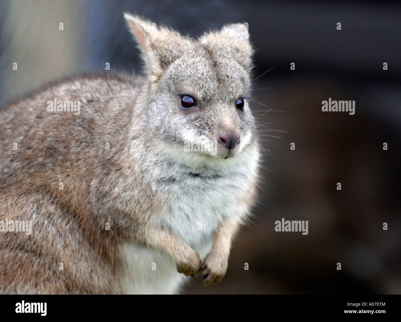 Parma wallaby macropus parma hi-res stock photography and images - Alamy