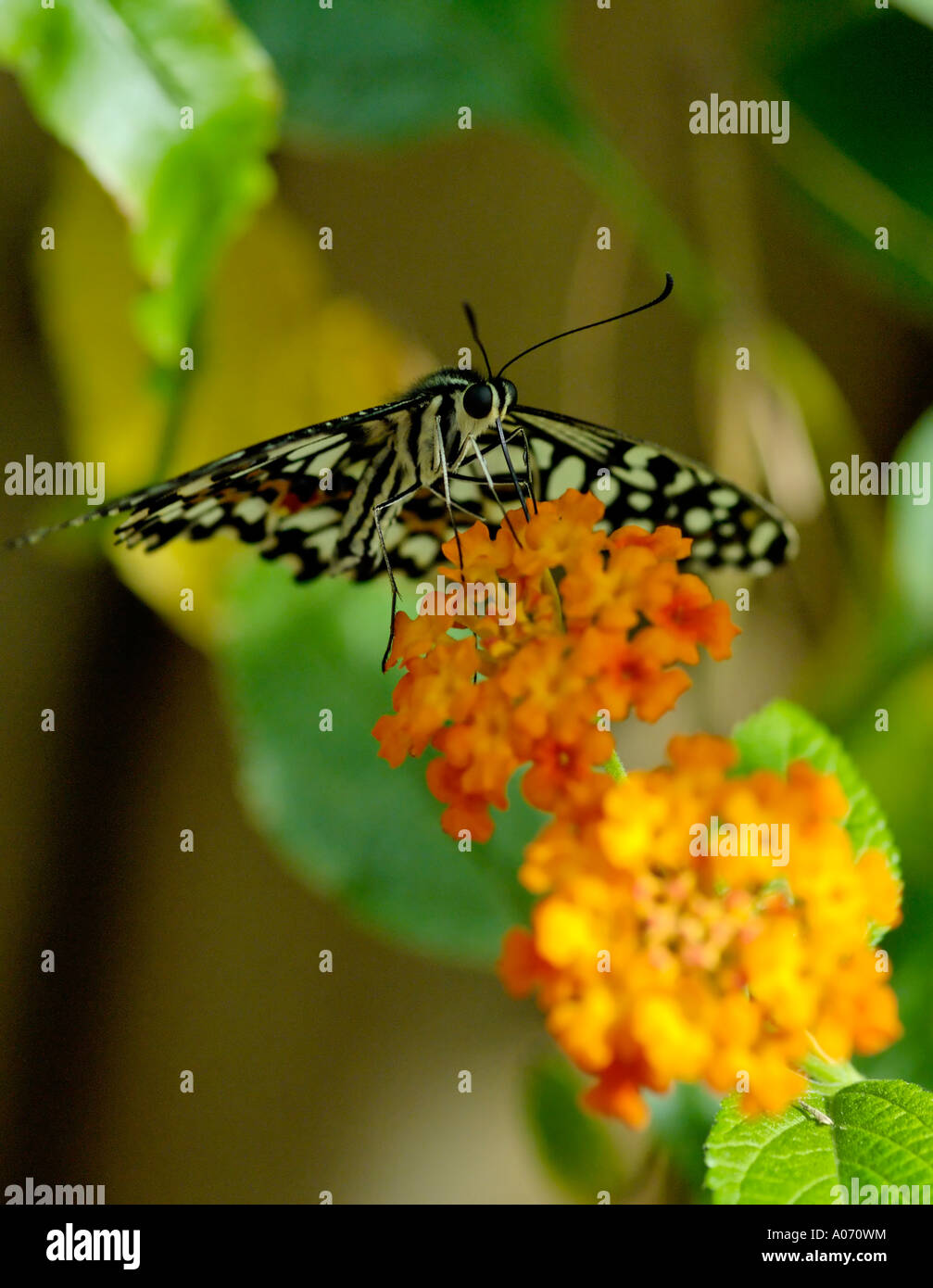 A Tree Nymph Butterfly Photographed in Portrait View Stock Photo - Alamy