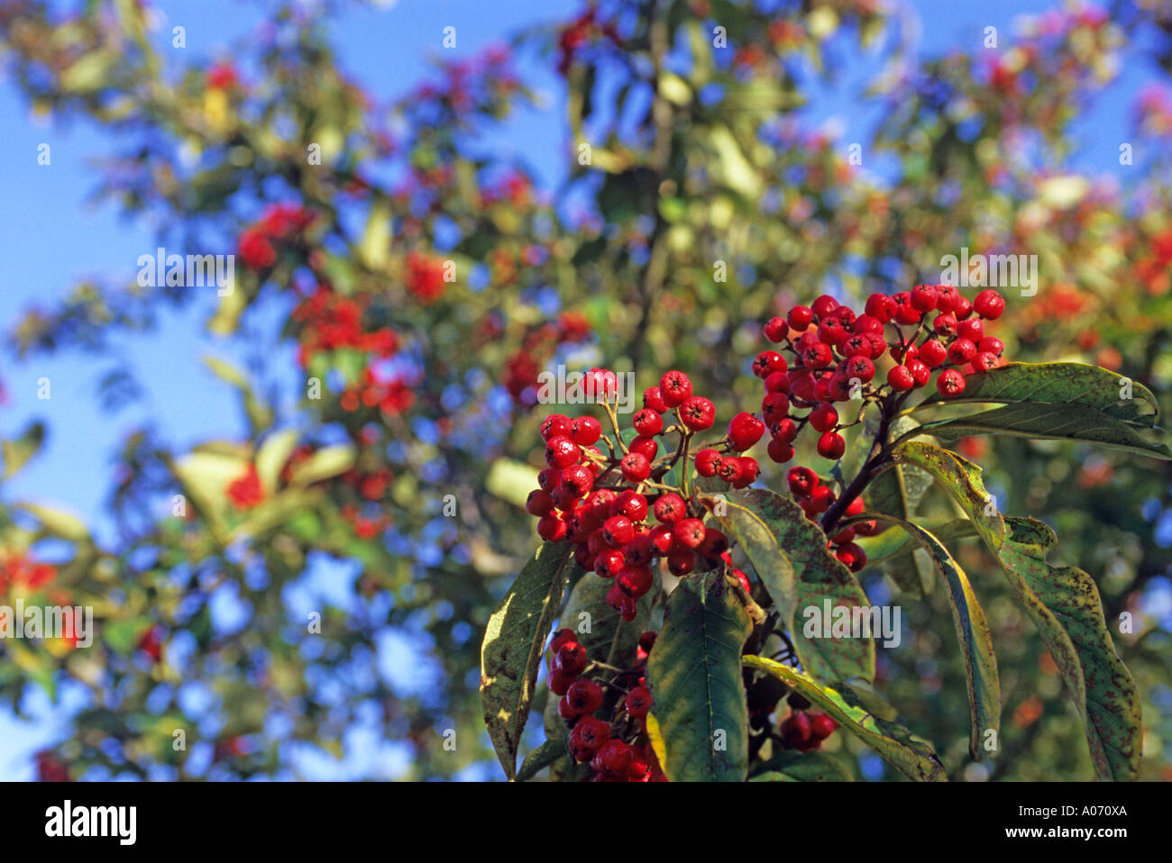 Ash surrey hi-res stock photography and images - Alamy