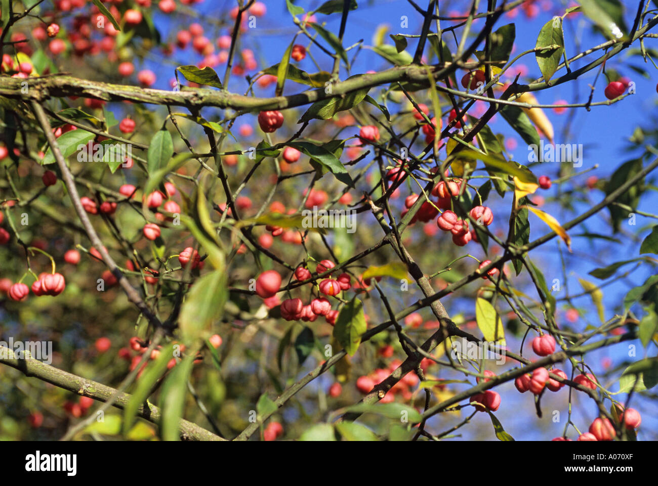 Spindle berry plant hi-res stock photography and images - Alamy