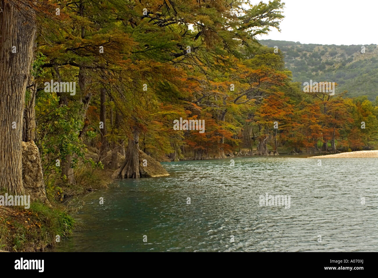 Trees Of Texas Hill Country at Sophia Wiseman blog