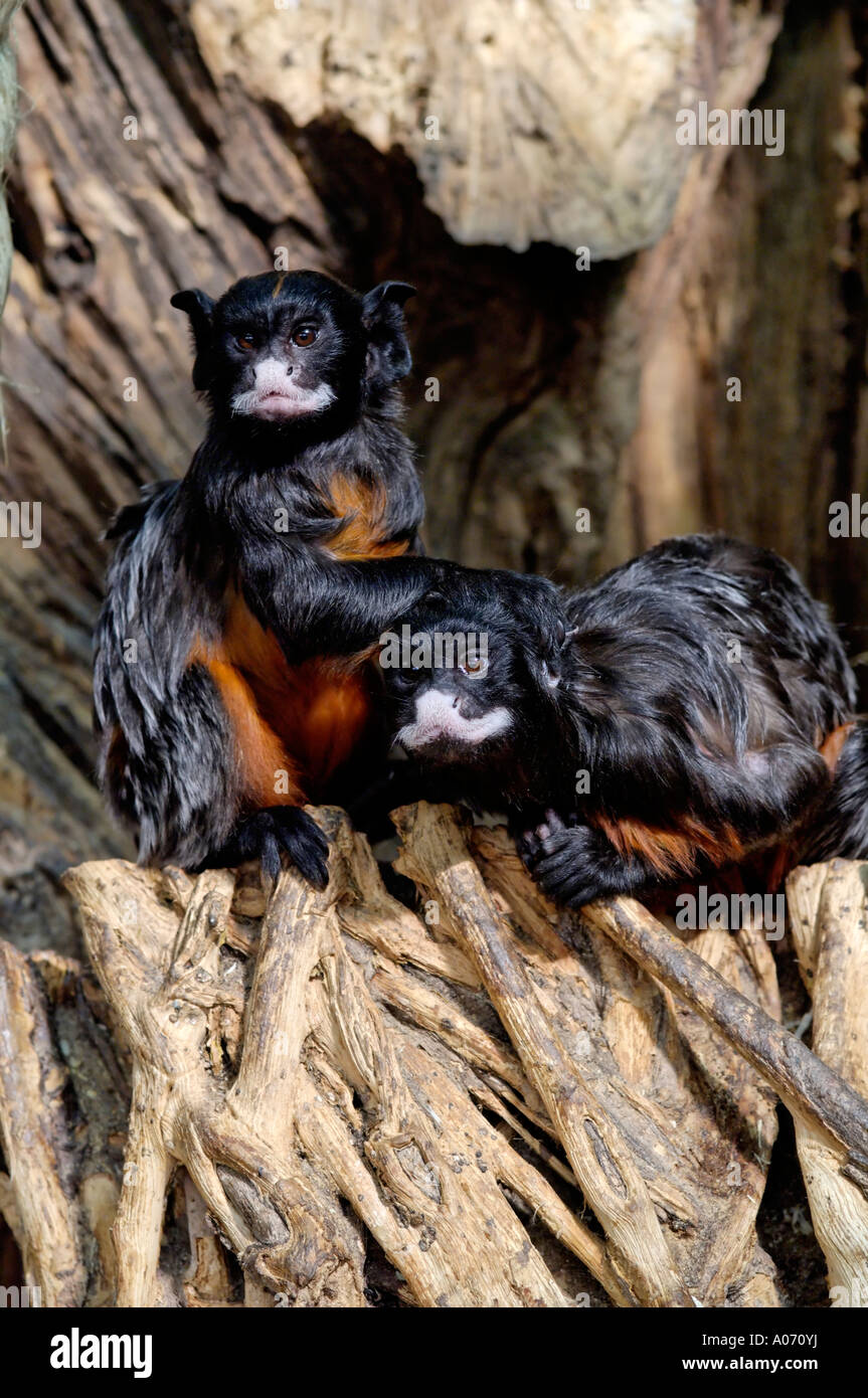 White lipped tamarin hi-res stock photography and images - Alamy