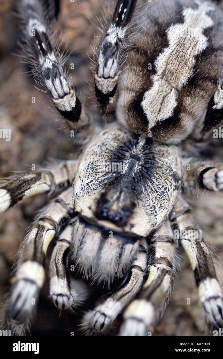 Tarantula poecilotheria hi-res stock photography and images - Alamy