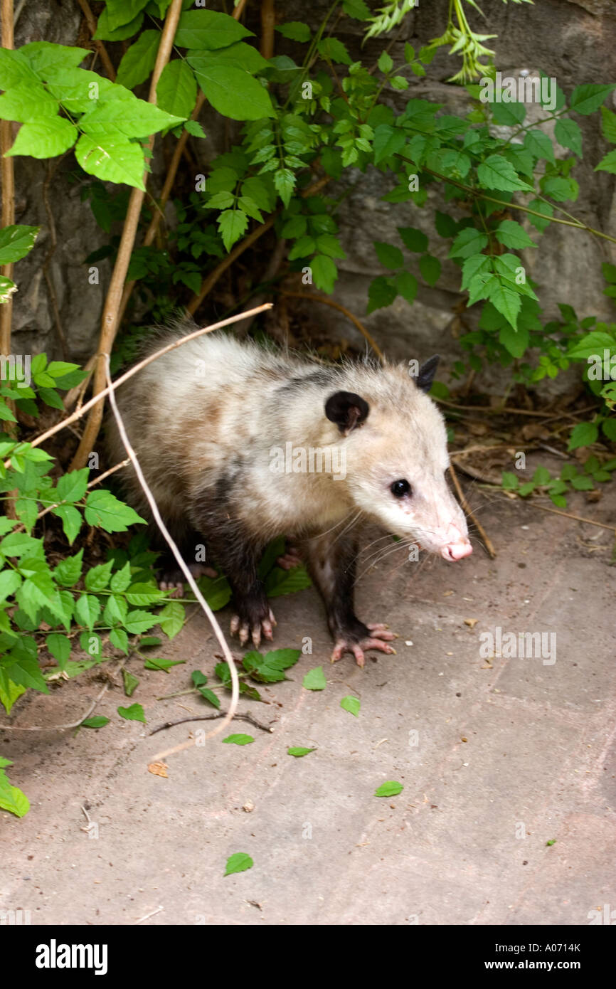 Opossum in a corner Stock Photo - Alamy