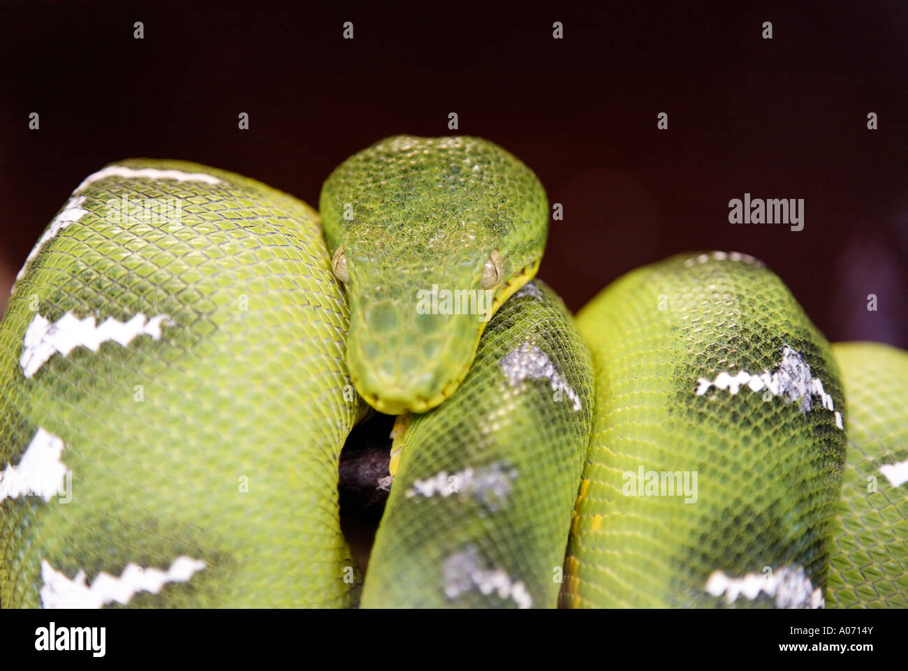 A Landscape Photograph of an Emerald Tree Boa Snake Stock Photo - Alamy