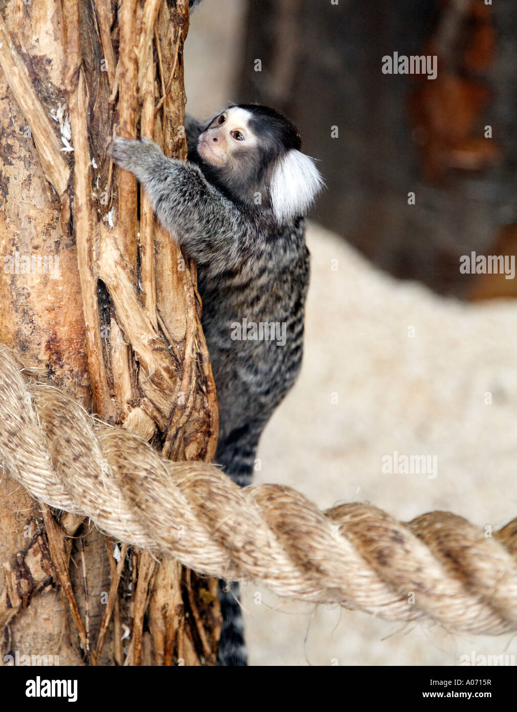 Marmoset enclosure hi-res stock photography and images - Alamy