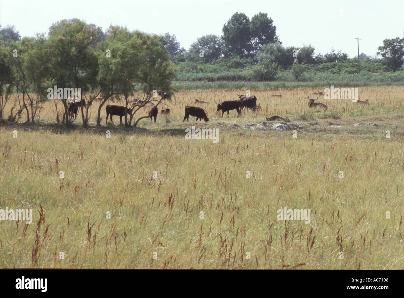 Camargue s bull Stock Photo - Alamy