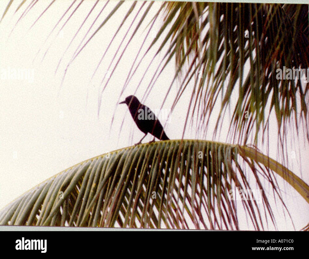 Bird on palm hi-res stock photography and images - Alamy