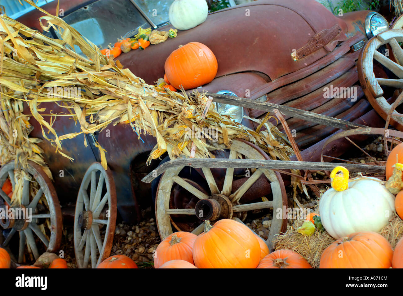 Pumpkin display. Old wagon wheels, corn stalks and pumpkins surrounding ...