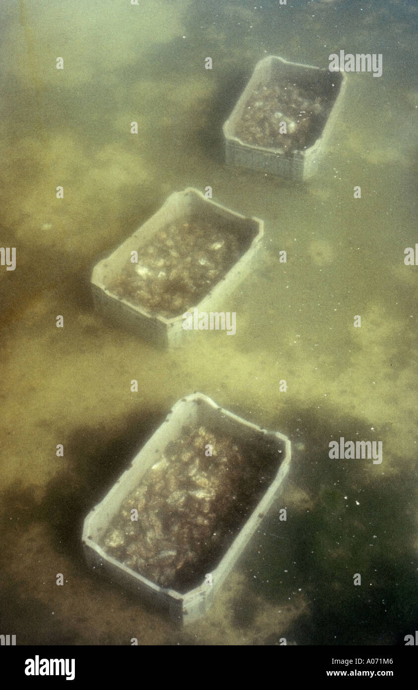 Oyster farming underwater hi-res stock photography and images - Alamy