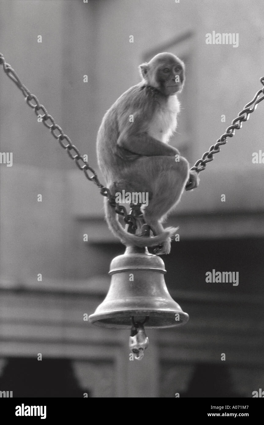 Monkey temple bell hi-res stock photography and images - Alamy