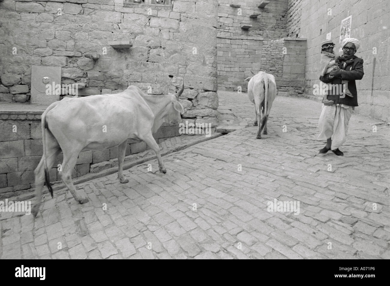 Indian man with cows hi-res stock photography and images - Alamy
