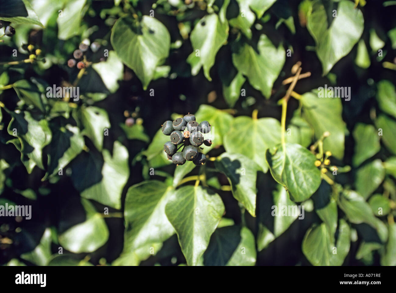Common ivy hedera helix berries hi-res stock photography and images - Alamy