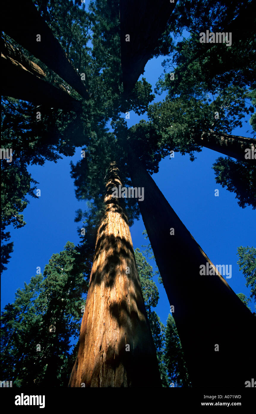 Mighty trunk sequoia tree hi-res stock photography and images - Alamy