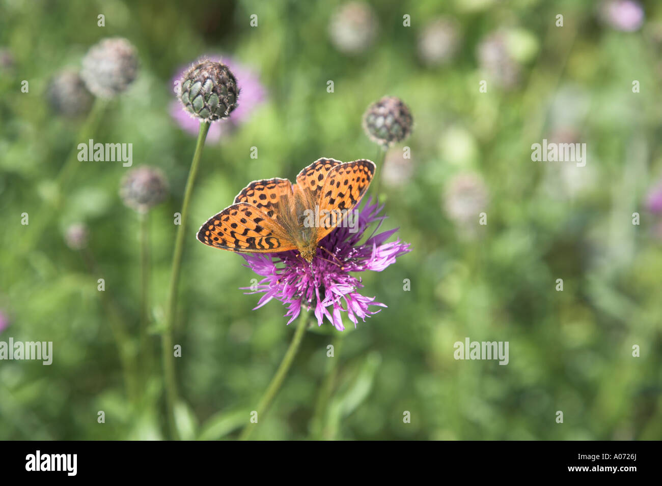 Pearl-bordered Fritillary butterfly Boloria euphrosyne Stock Photo - Alamy