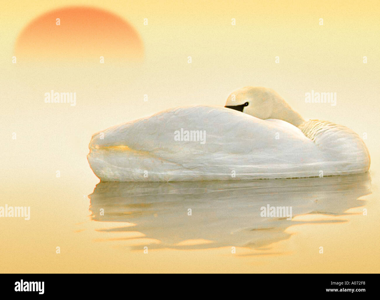 sleeping swan at dawn Stock Photo - Alamy