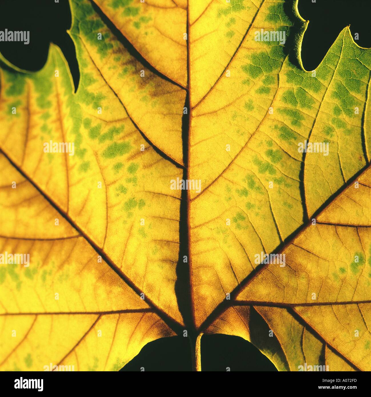 Dry chesnut leaf hi-res stock photography and images - Alamy
